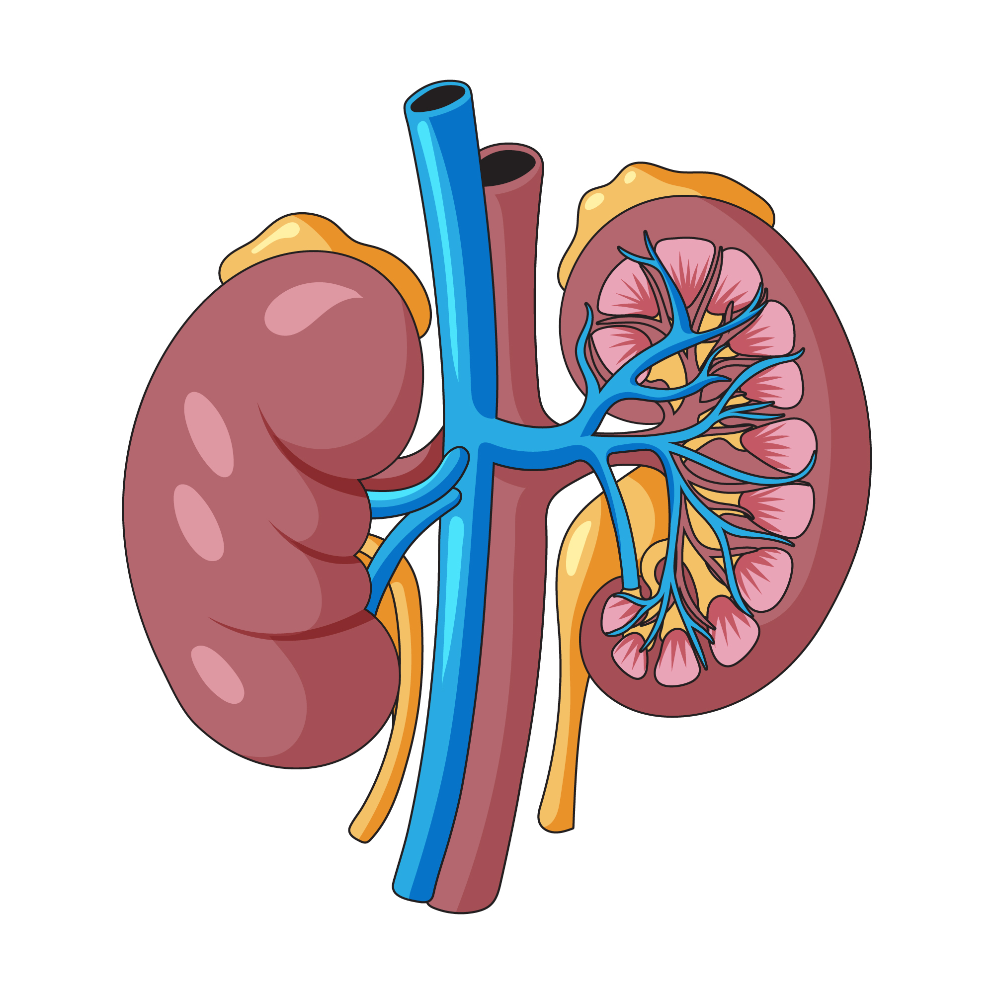 Adrenal Cancer Symptoms Diagnosis Staging Treatment